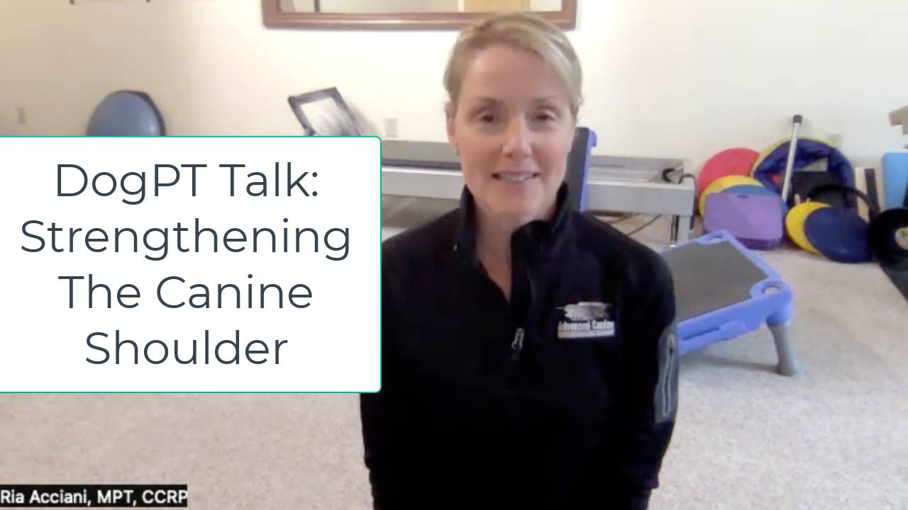 DogPT Talk: Strengthening the Canine Shoulder