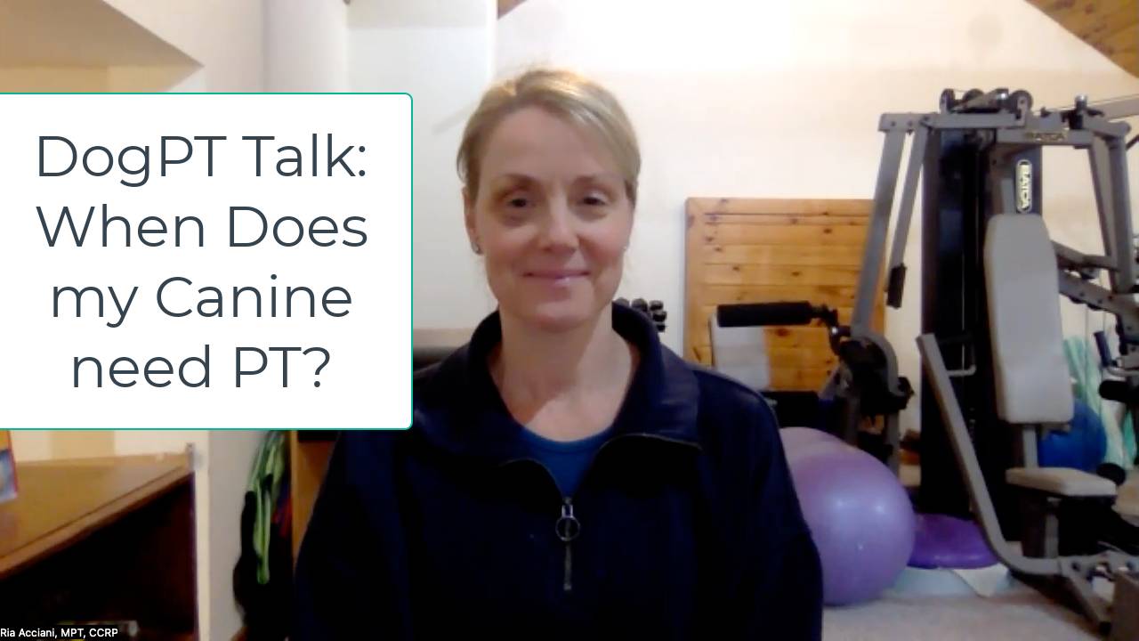 DogPT Talk - When does my canine need Physical Therapy?