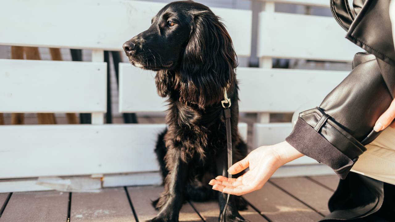 Why is my dog so distracted during training?