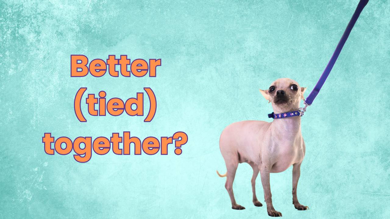 Should you tether a fearful dog to you?