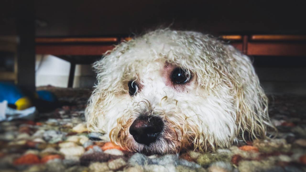 Using hiding spots for fearful dogs