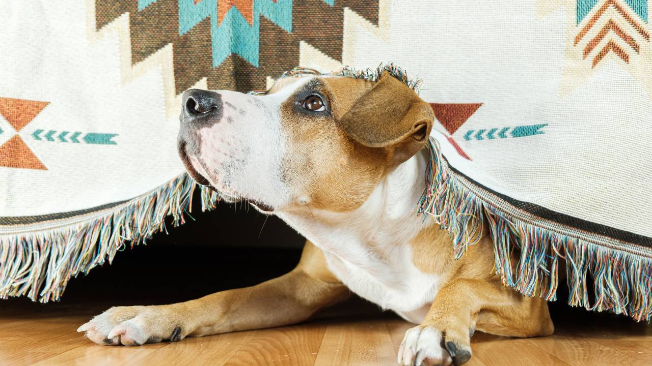 Dogs Who Flee Or Cower When Approached: 3 Tips