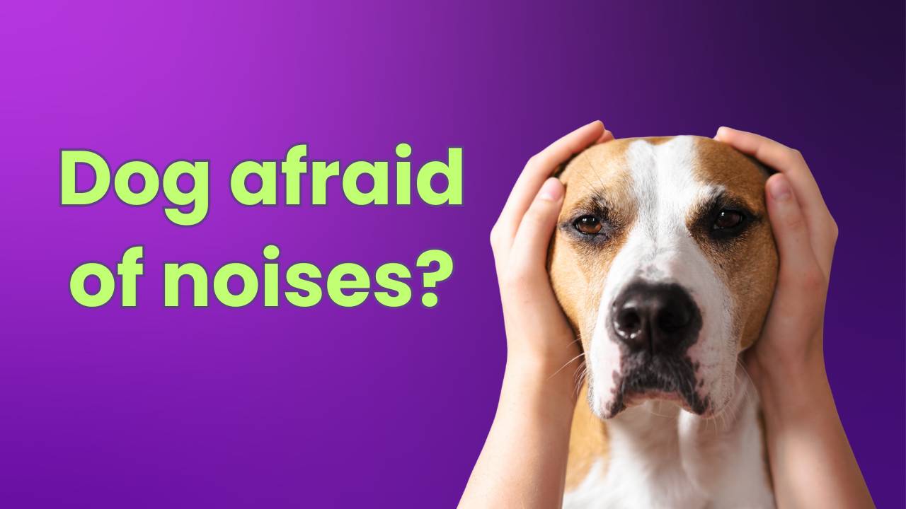 How to help your dog who is afraid of noises