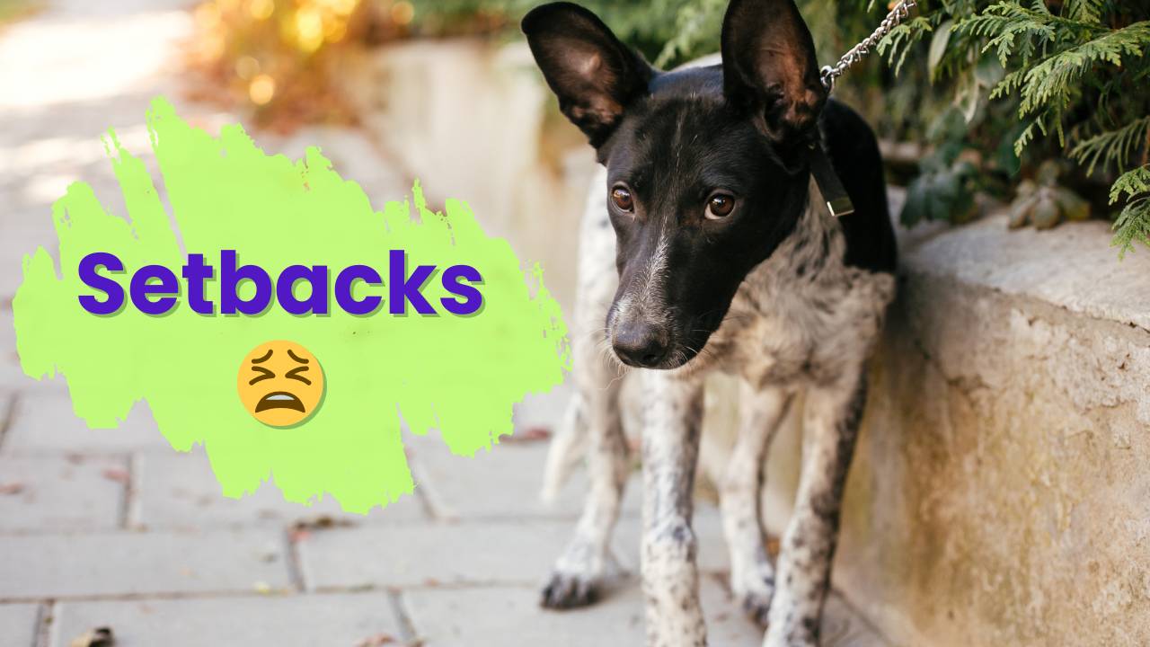 Help your dog recover from setbacks