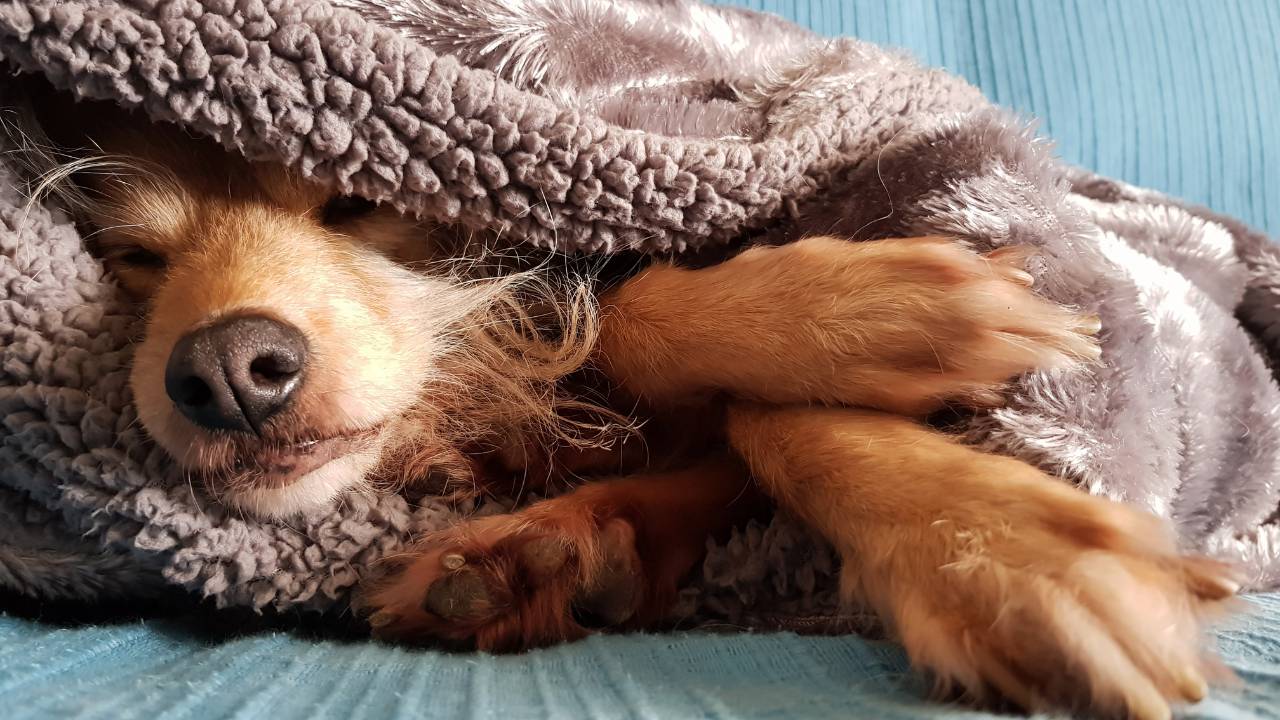 Helping Your Dog Feel Safer At Home: 4 Real-Life Examples