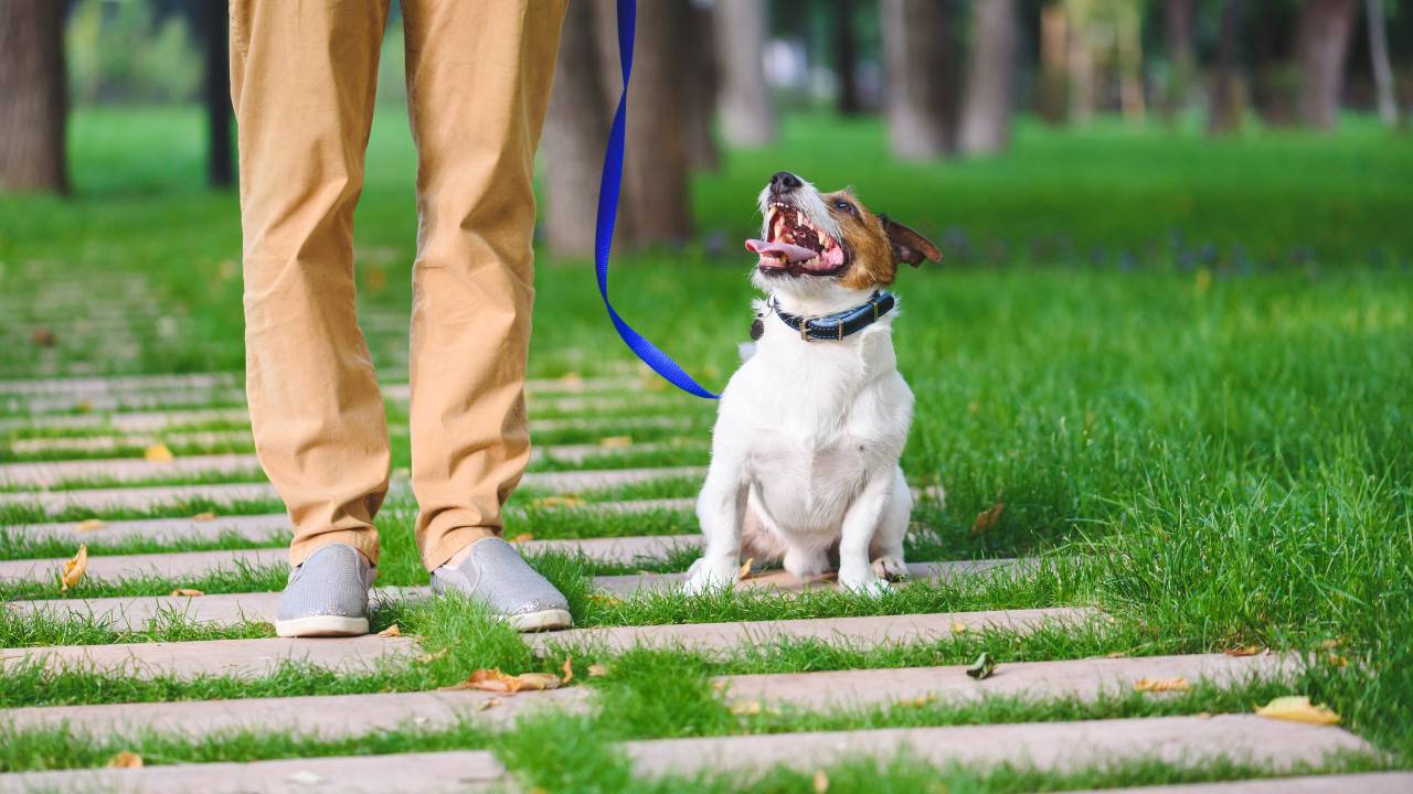 Three Behaviors To Train Before (And During) Your Dog's First Walks