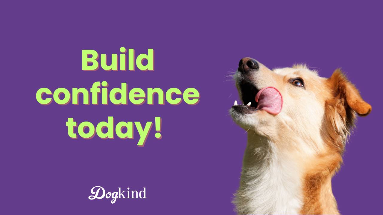 Build on your dog's strengths to build confidence