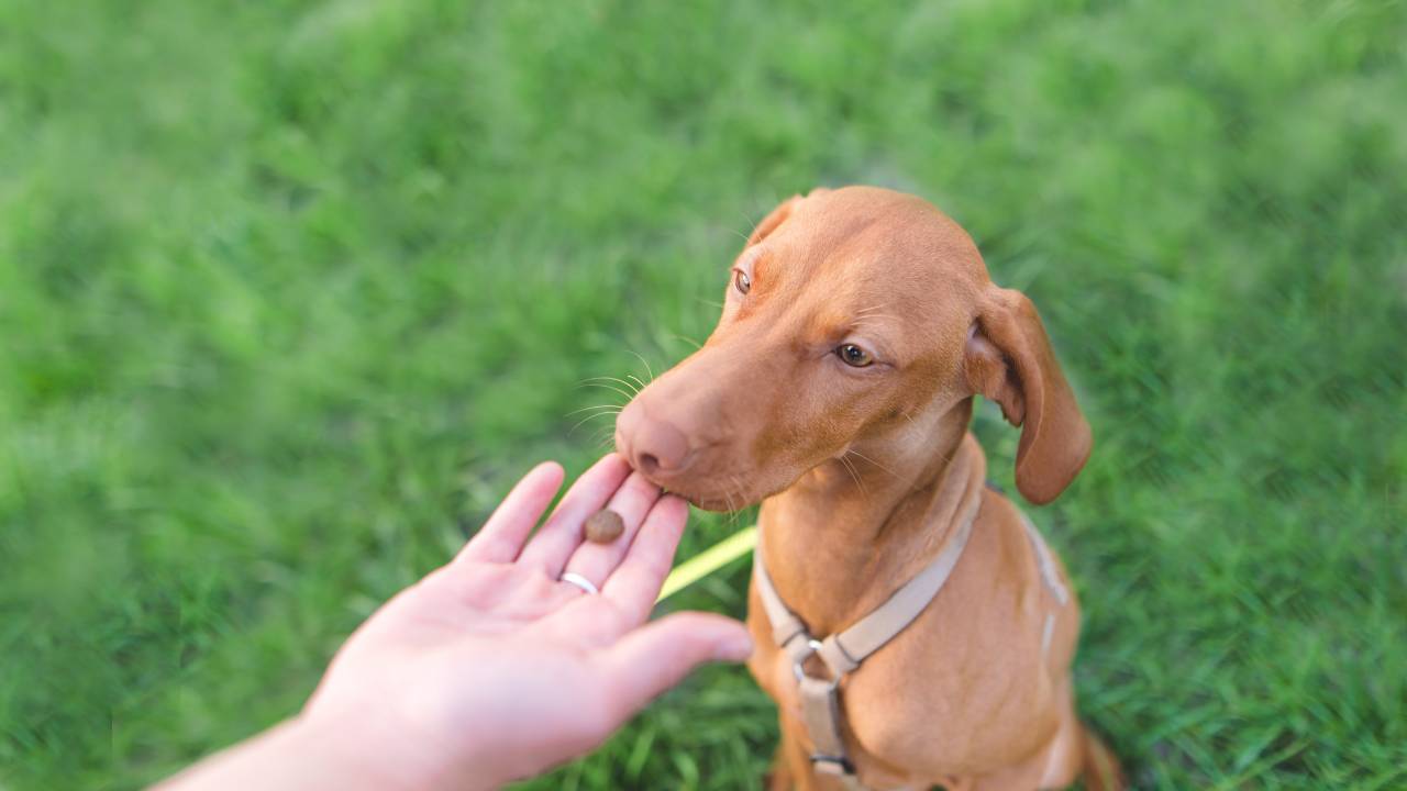 Teaching Hand Touch: Variations For Sensitive Dogs