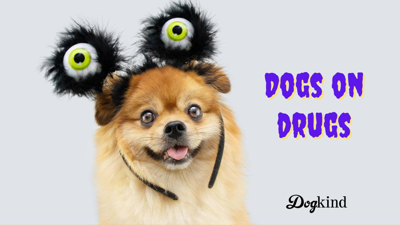 Will behavior medications change your dog's personality?