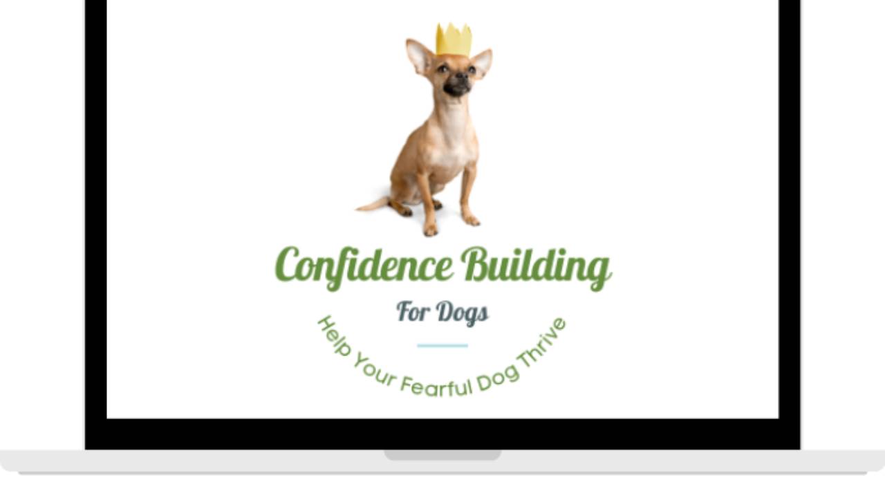 Confidence Building For Dogs