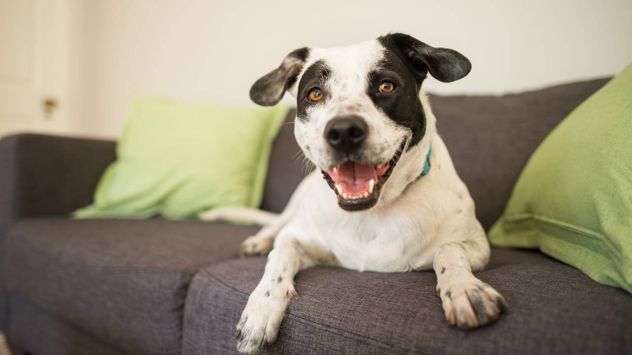 Fitting Confidence And Skill Building Into Your Dog's Day