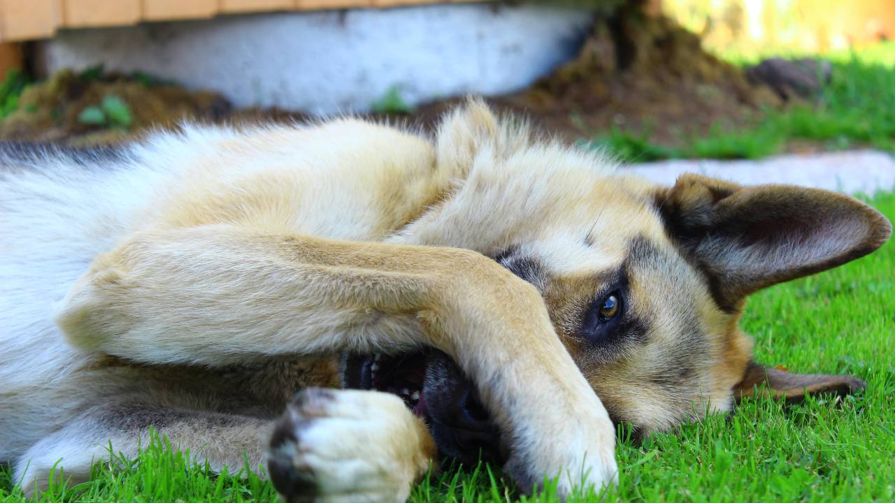 Does your dog need hiding places?