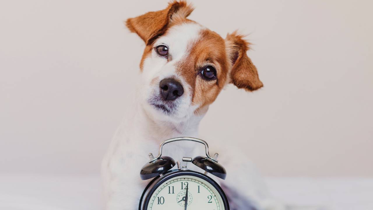 Just give your dog time?