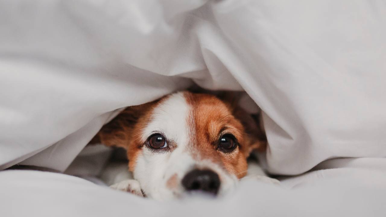 Creating cozy hiding places for your fearful dogs
