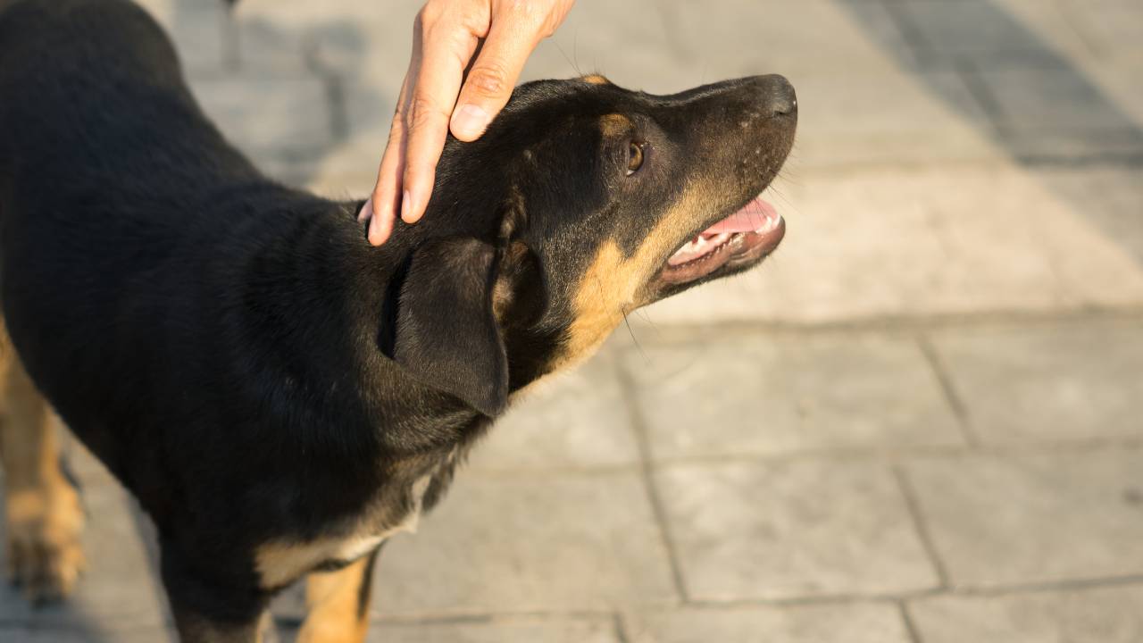 Training Games For "Hand-Shy" Dogs
