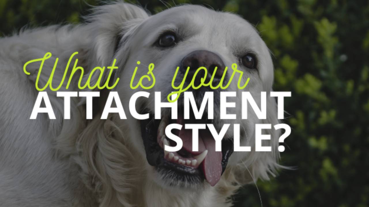 What's My Attachment Style - Quiz!