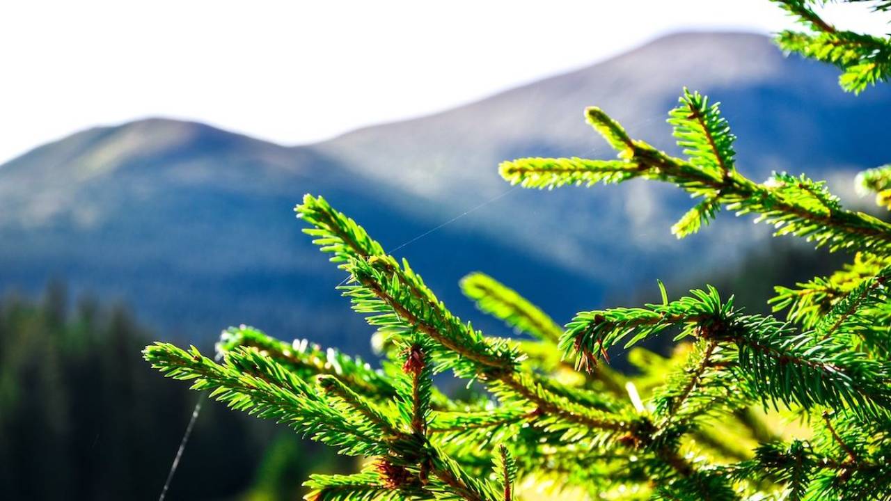 Evergreen trees: edible and medicinal