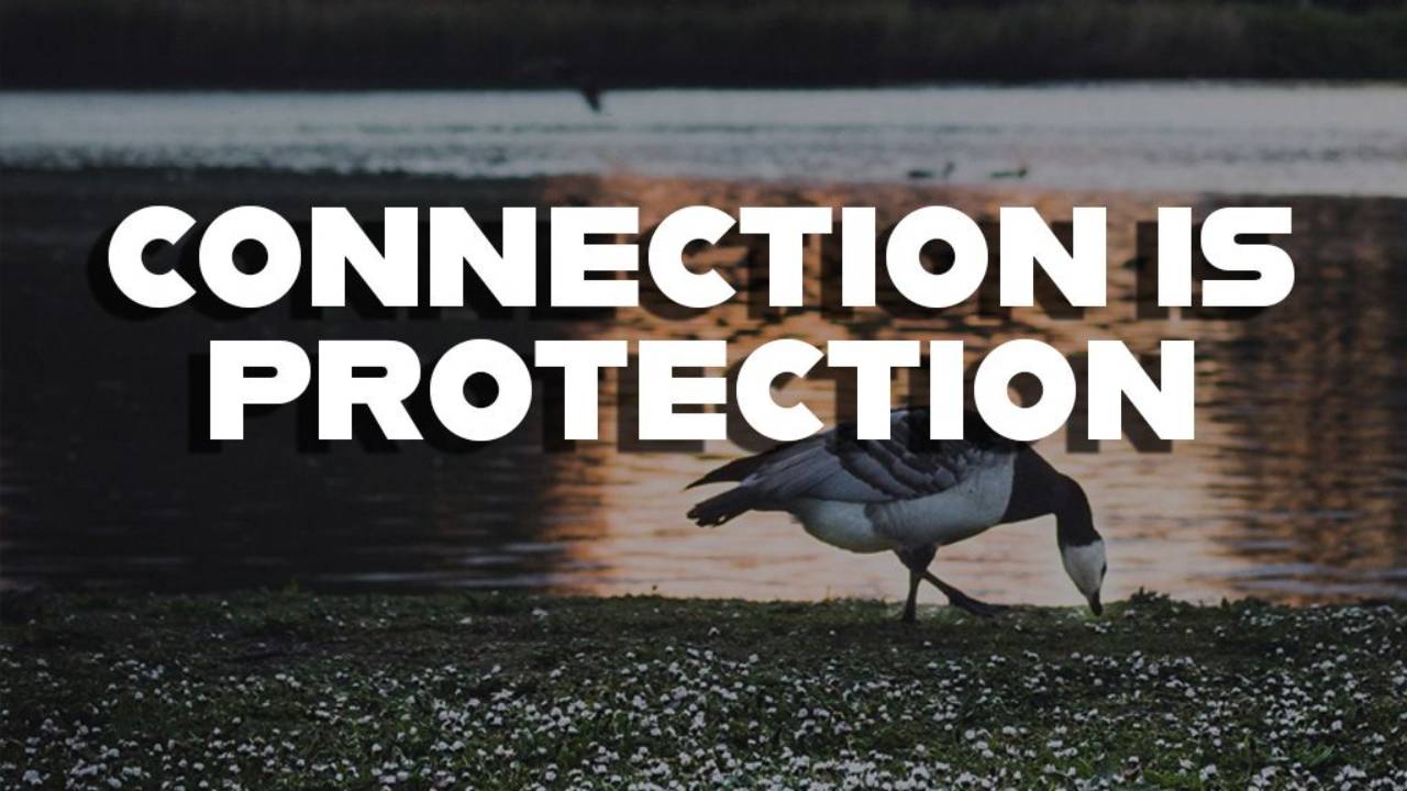 Connection Is Protection