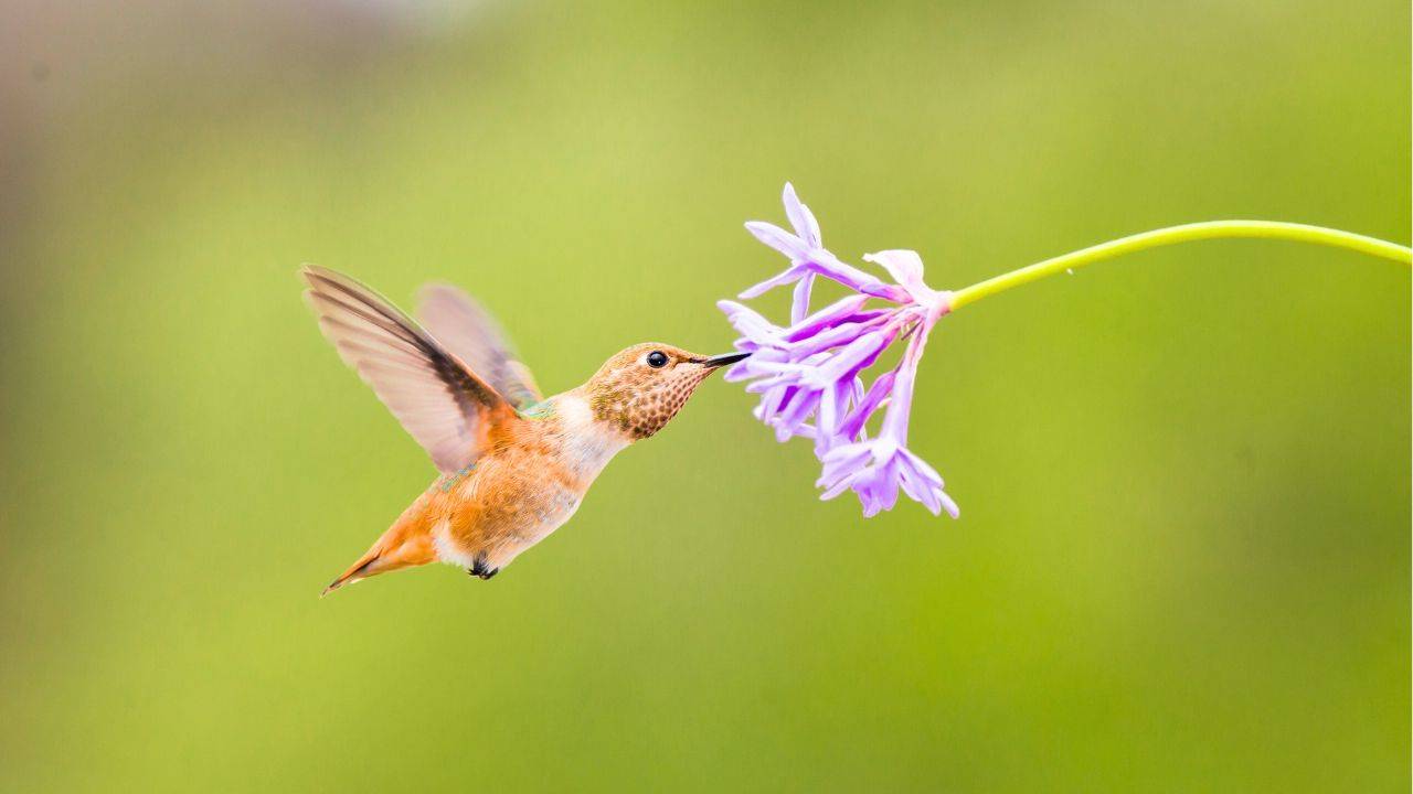 The Healing Power of Humming to Soothe Anxiety