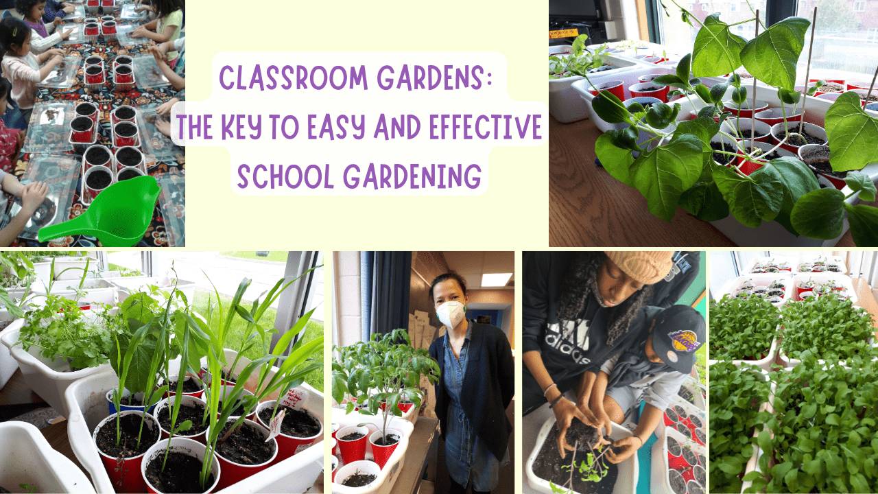 Classroom Gardens: Easy & Effective School Gardening Tips