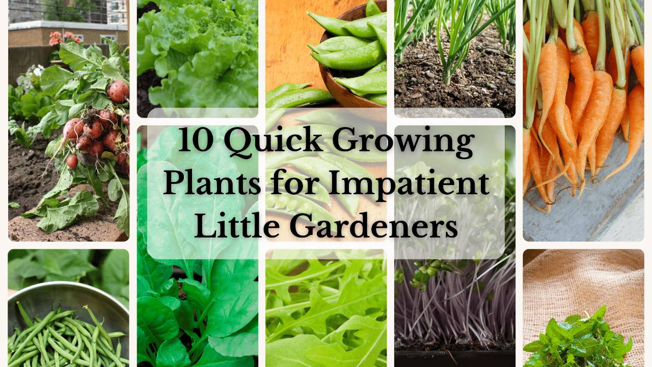 10 Quick Growing Plants for Impatient Little Gardeners