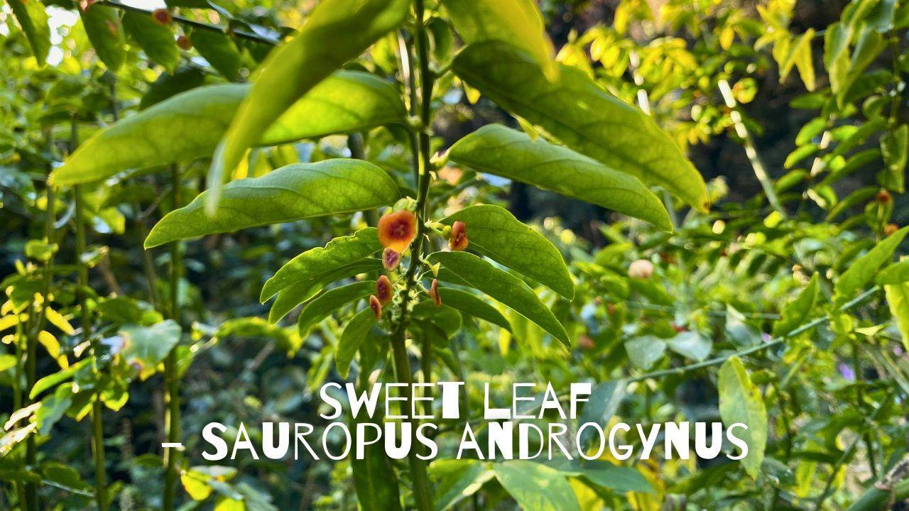 Sweet Leaf - Sauropus androgynus