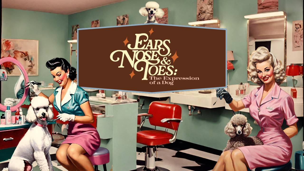 Jess Rona | Ears, Nose and Toes