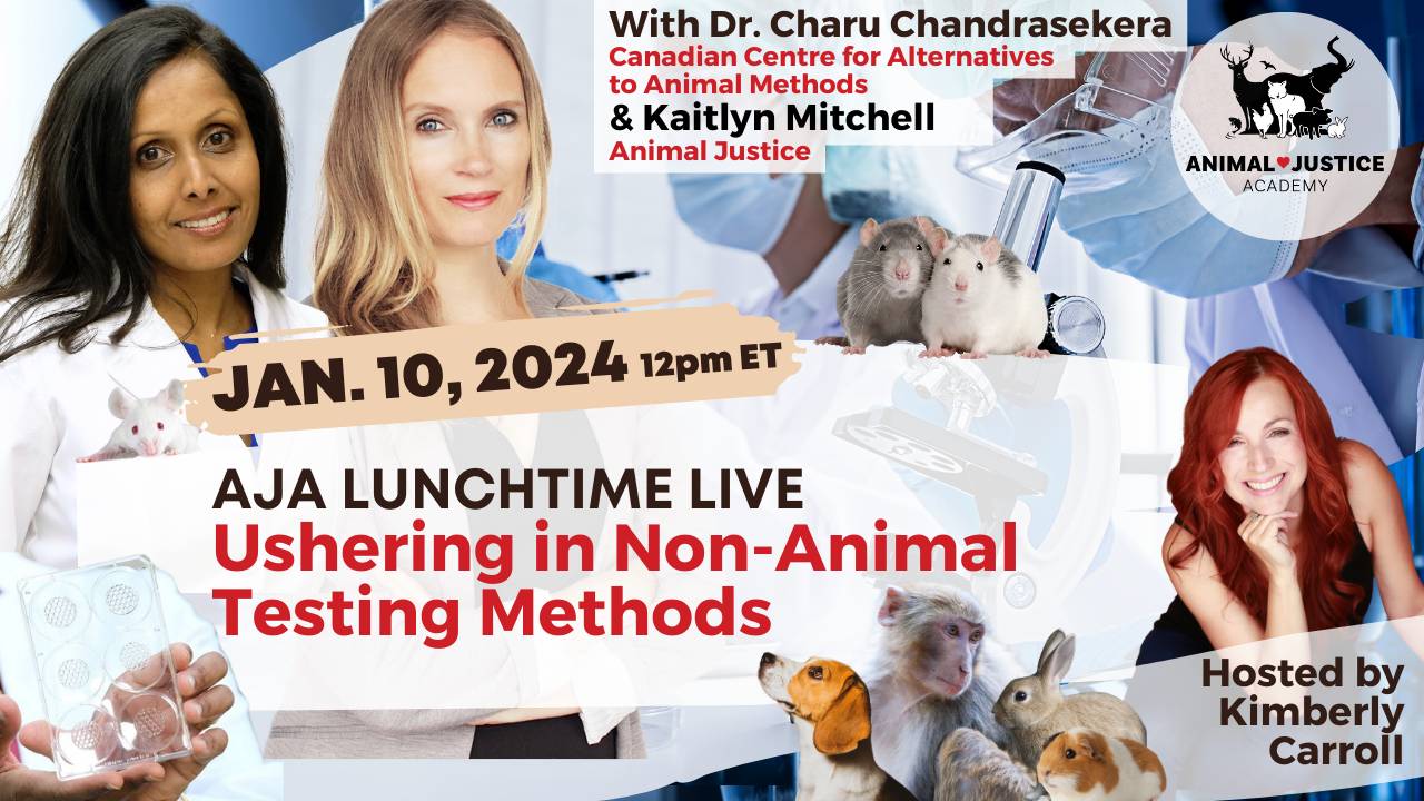 Animal Justice Academy Lunchtime Live Registration