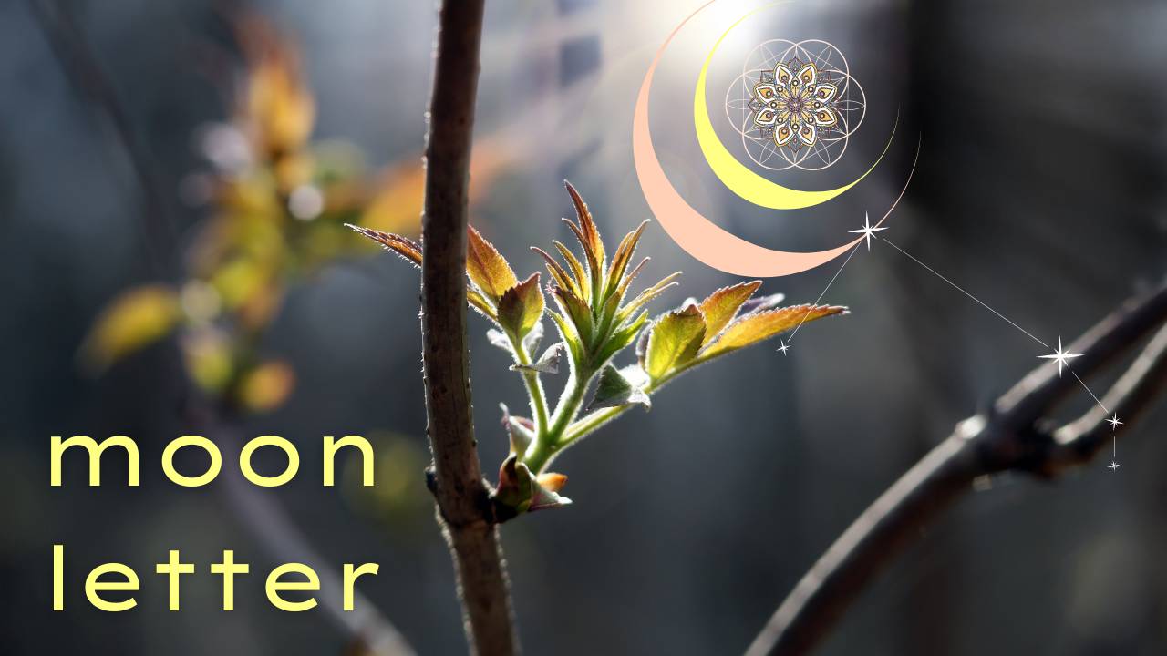 MOON Letter | New Moon in Aries | This is who I AM!