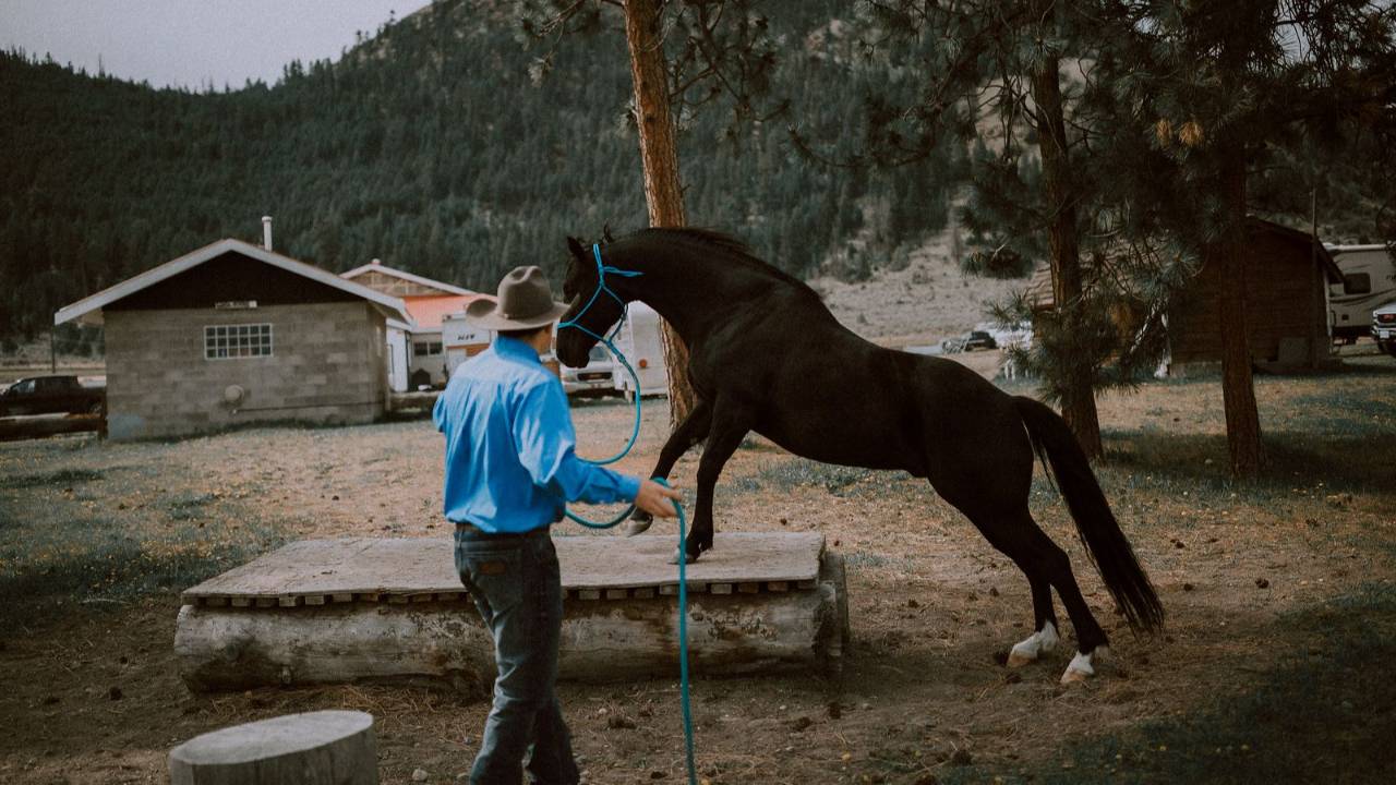 How to Train your Horse for Competitive Trail Riding