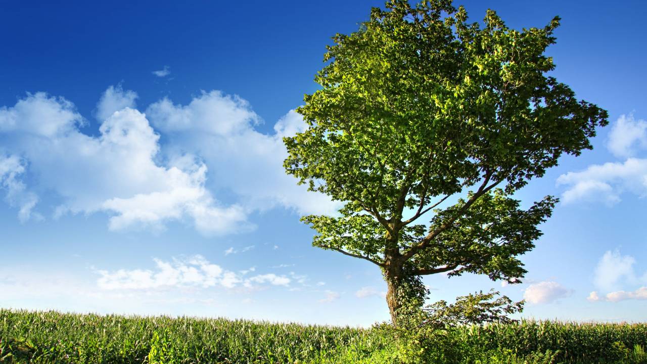 The FriendShip Tree: Three Types Of Friends In Your Life