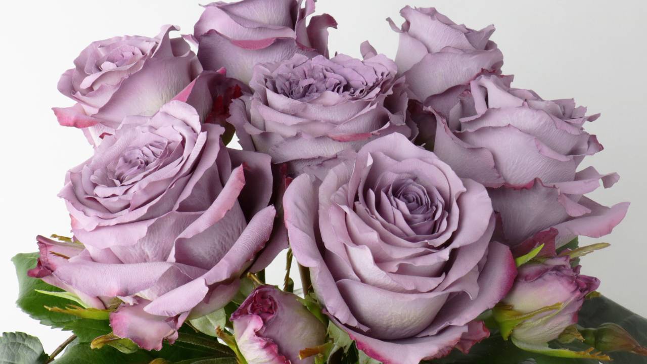 Sugar Memory Lane Rose Masterclass