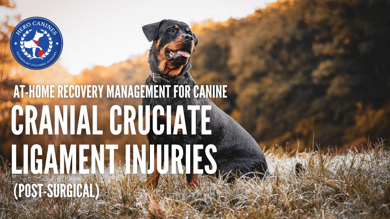 At-Home Recovery Management for CCL Injuries (Post-surgical)