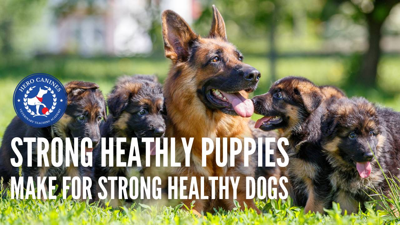 Hero Canines - Strong Healthy Puppies Make For Strong Healthy Dogs