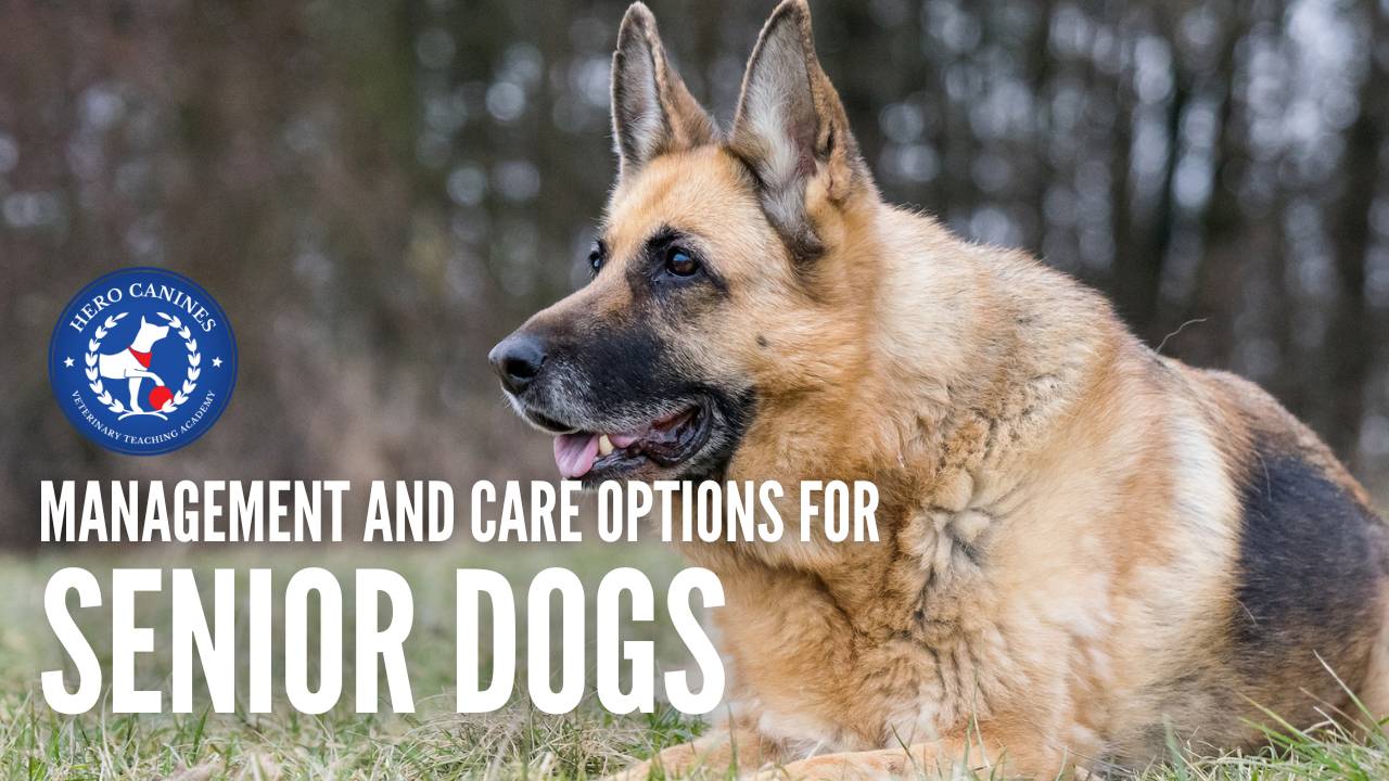 Hero Canines - Senior Dog Program