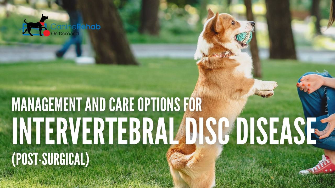 At-Home Rehabilitation Program for IVDD Post-surgical