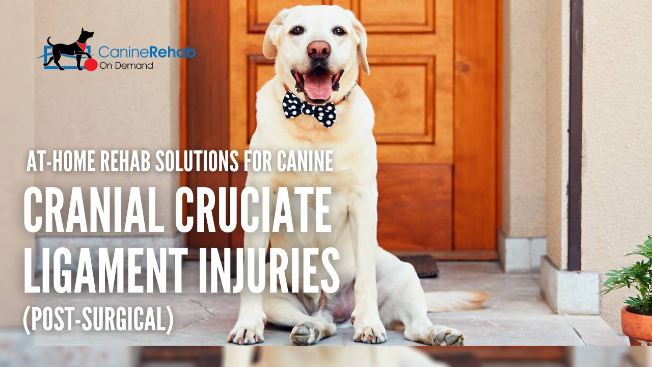 At-Home Rehab Solutions for Canine CCL Injuries (Post-surgical)