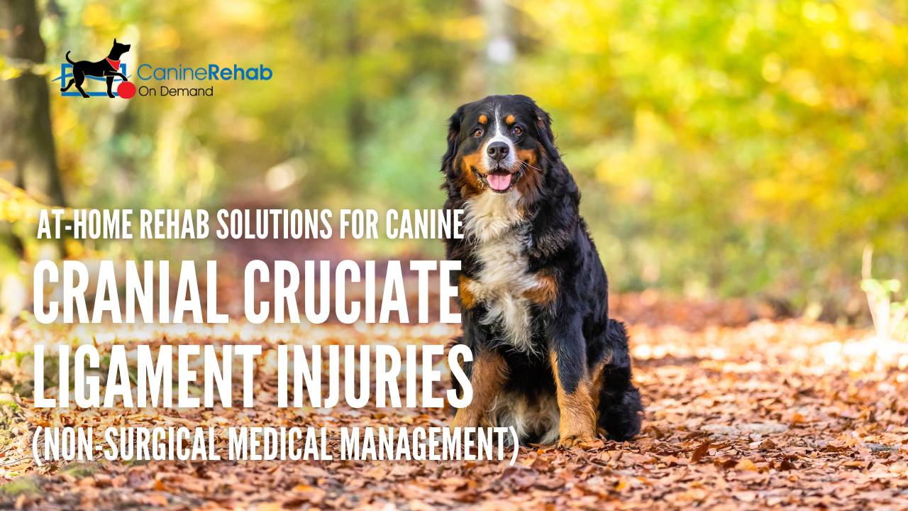 At-Home Rehab Solutions for Canine CCL Injuries Non-surgical