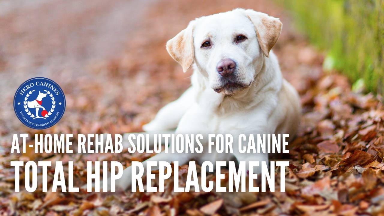 Hero Canines At-Home Rehab Solutions for Canine Total Hip Replacement