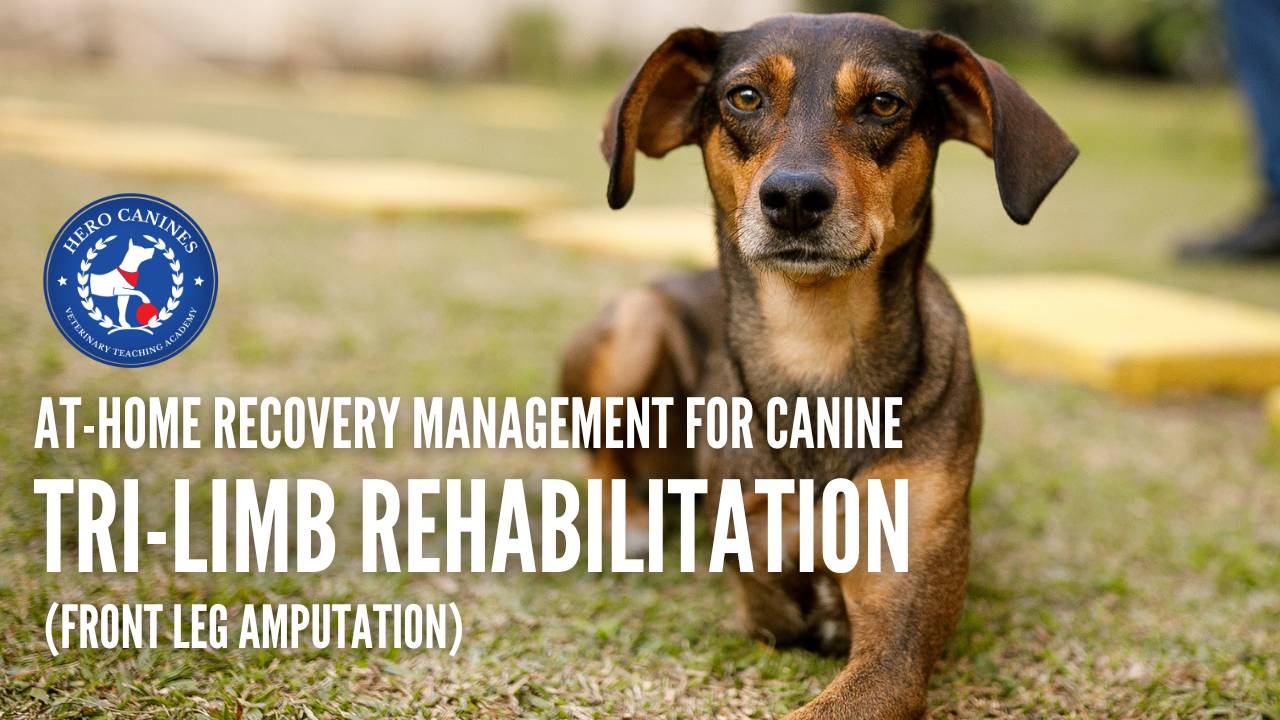 At-Home Recovery Management for Canine Front-Leg Amputation