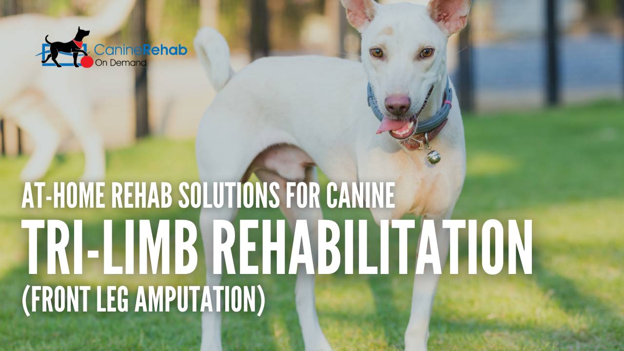 At-Home Rehab Solutions for Canine Front-Leg Amputation