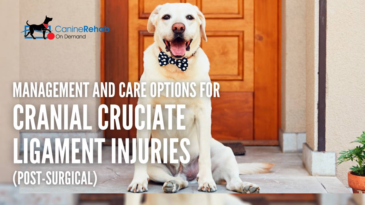 At-Home Rehabilitation Program for CCL Post-surgical
