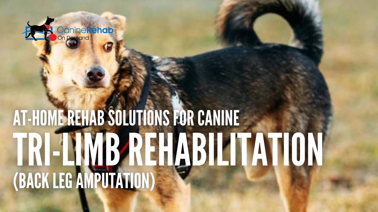 At-Home Rehab Solutions for Canine Back-Leg Amputation