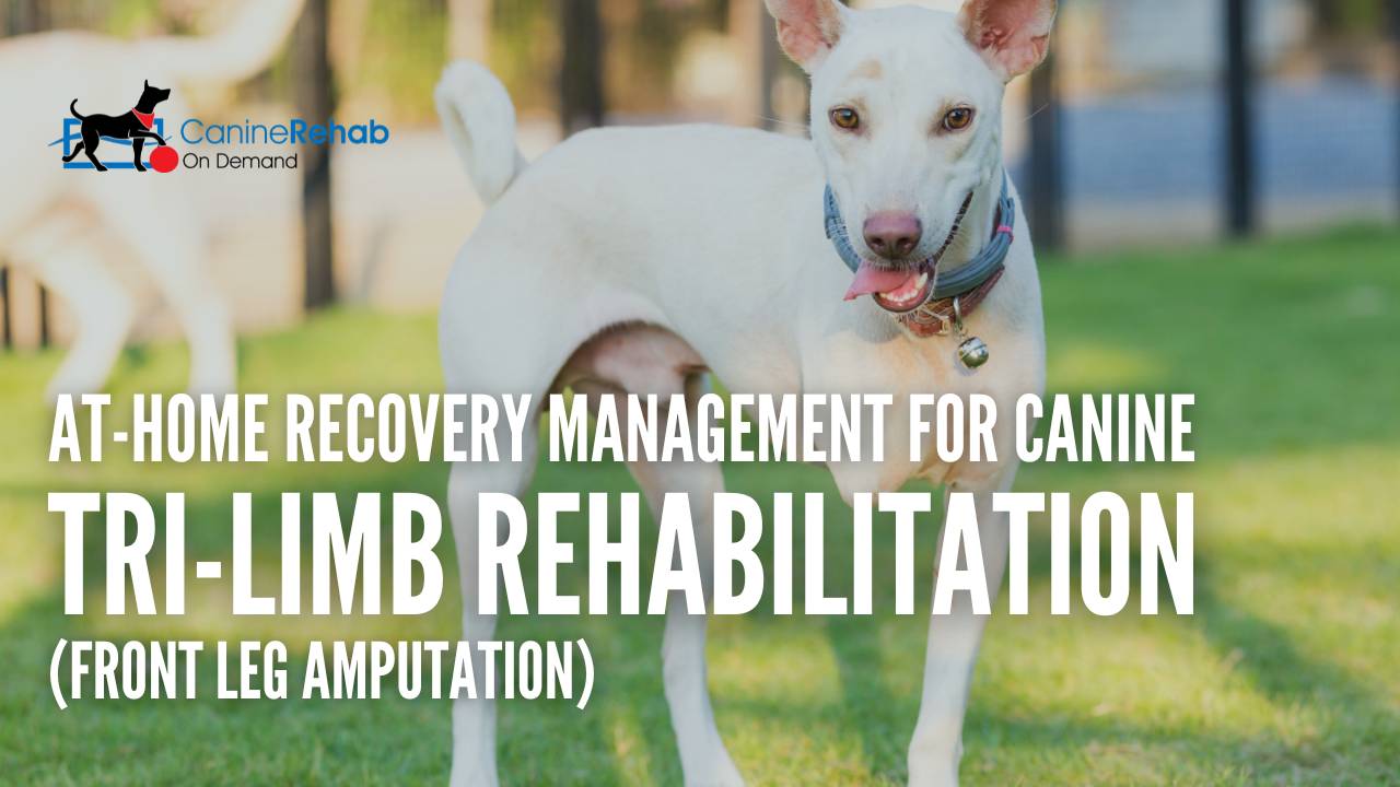 At-Home Recovery Management for Canine Front-Leg Amputation