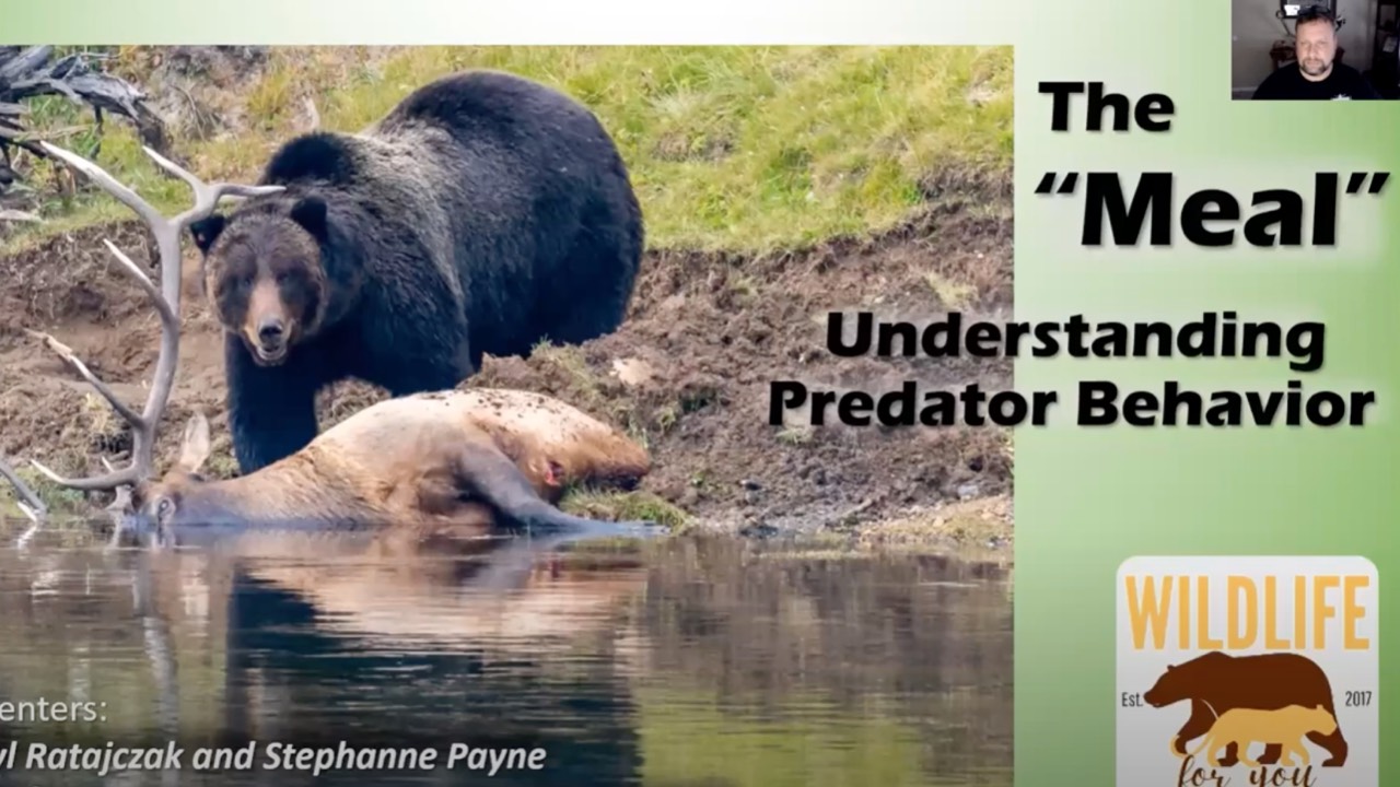 The Meal - Understanding Predator Behaviour