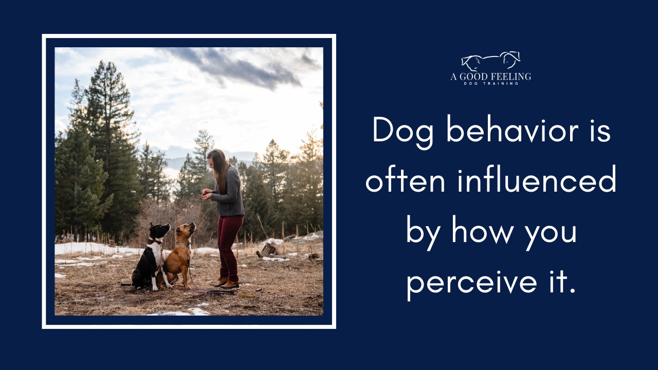 Your perspective on your dog's behavior.