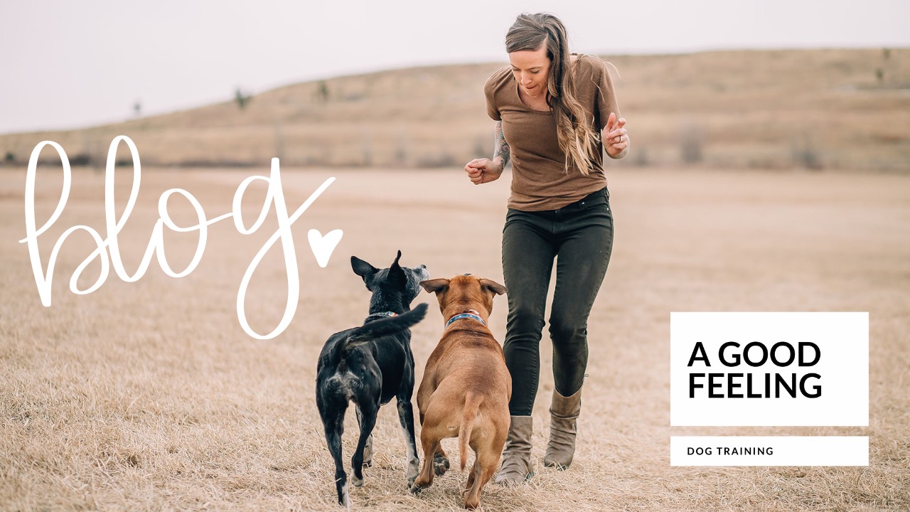 A Good Feeling Dog Training Blog