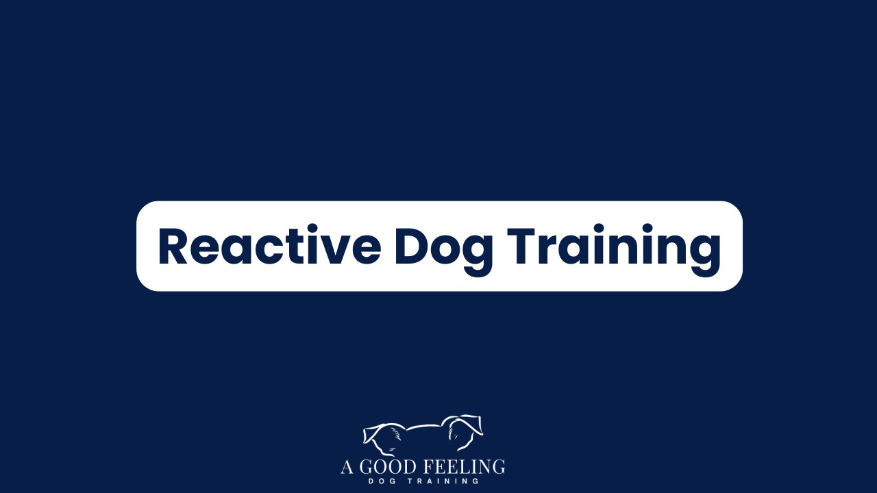 Reactive Dog Training