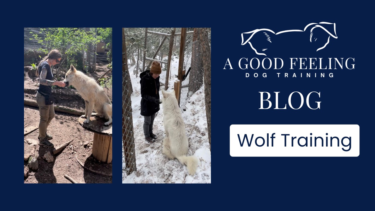 Training Wolf Hybrids