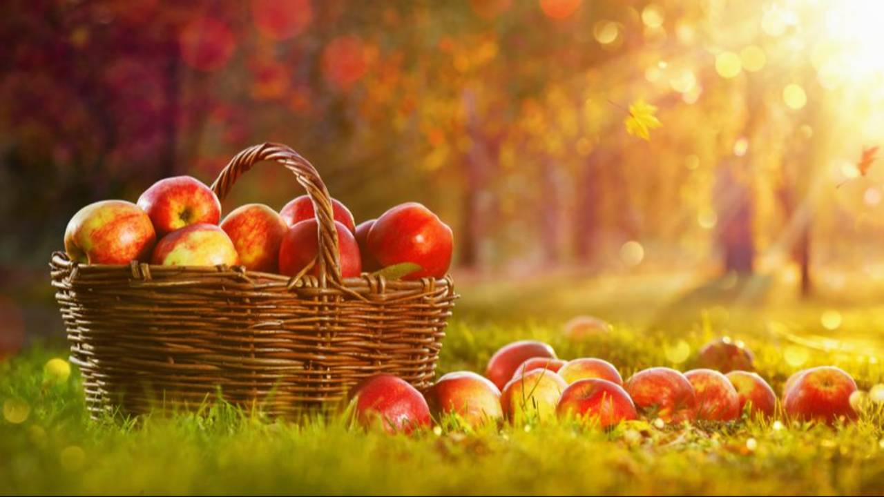 Autumn is the season to work hard together and bring in the harvest!